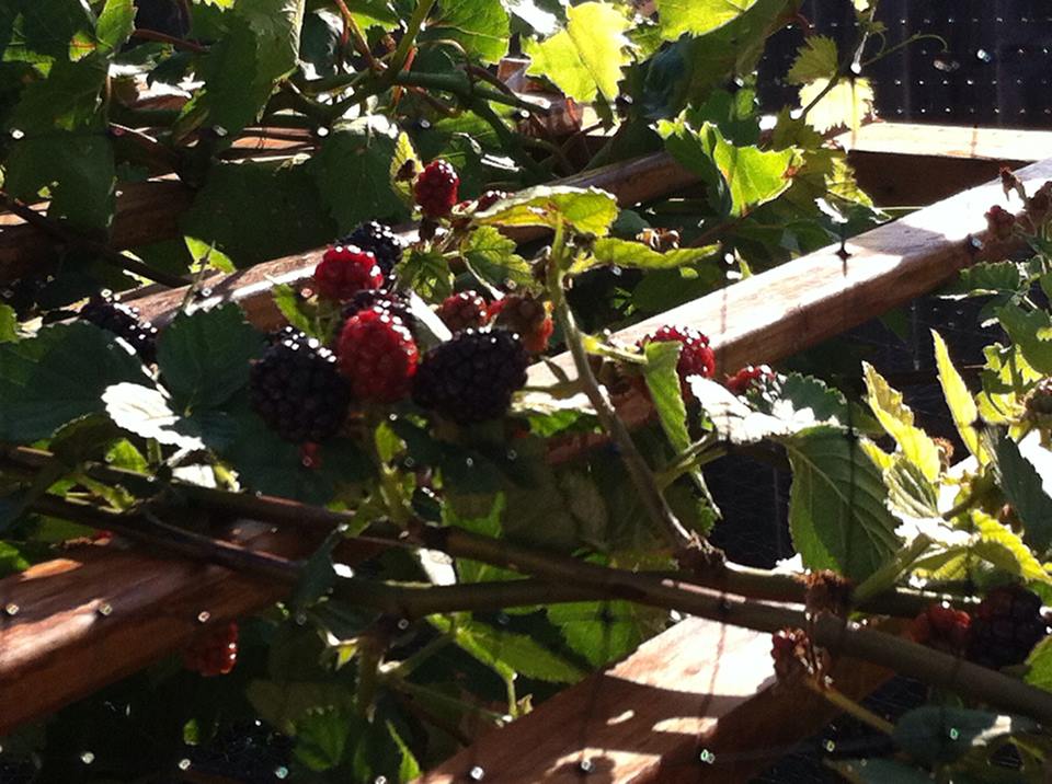How to Build the Best DIY Pergola: Complete Step-by-Step Guide - David ...